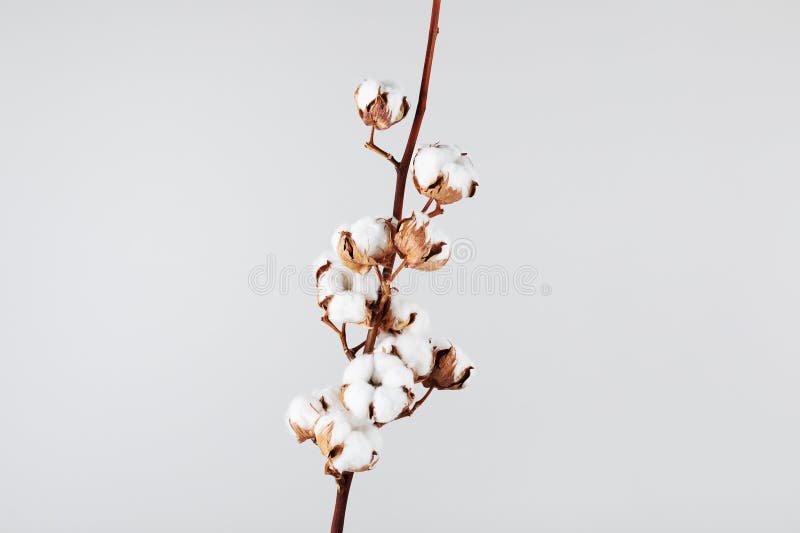 Cotton Branch on Light Background Top View. Flat Lay Composition from ...