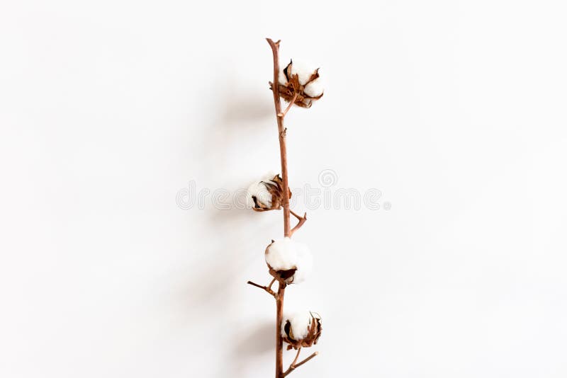 Cotton branch stock photo. Image of autumn, flower, fluffy - 162365848