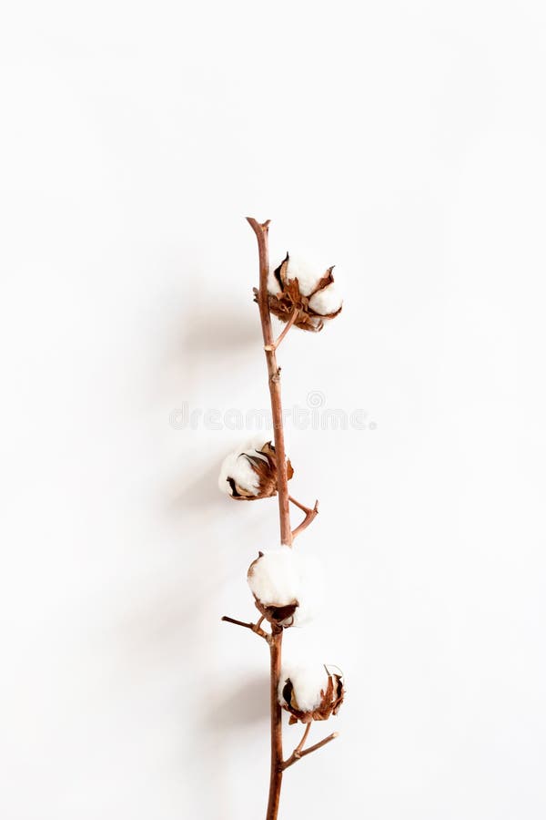 Cotton branch stock image. Image of flatlay, bouquet - 167551727