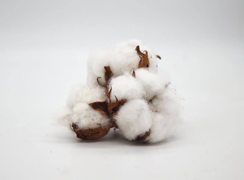 Cotton Branch on White Background Delicate White Cotton Flowers. Light ...