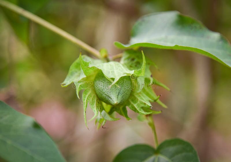 Cotton Plant - Cotton Tree Flower Stock Photo - Image of fiber, fashion ...