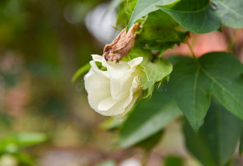 Cotton Plant - Cotton Tree Flower Stock Image - Image of fiber, health ...