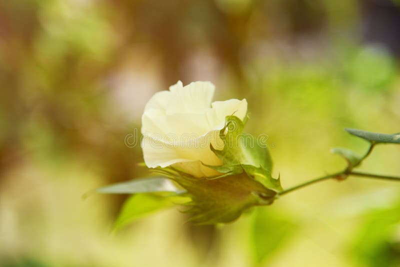 Cotton Plant - Cotton Tree Flower Stock Photo - Image of ...