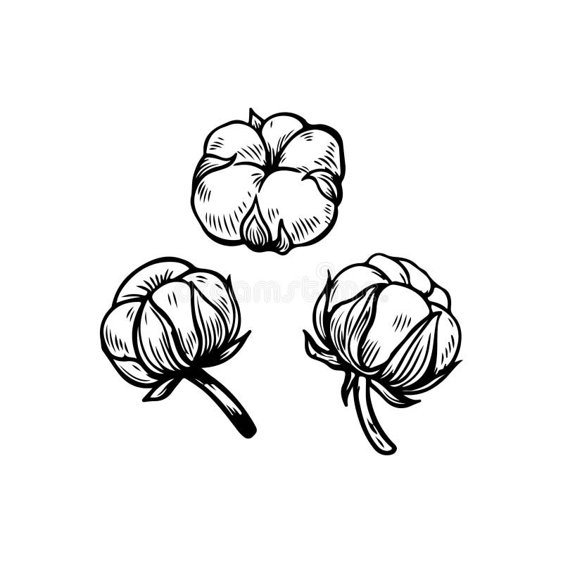 Cotton Buds Line Drawing Isolated on White Background Stock ...