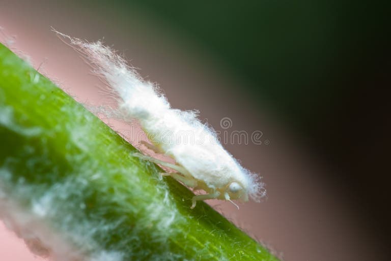 Cotton Bug stock image. Image of closeup, unique, crawly - 14970153