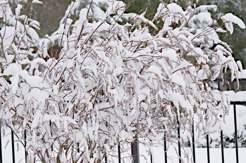Cotton Candy Snow stock photo. Image of weather, background - 84691938
