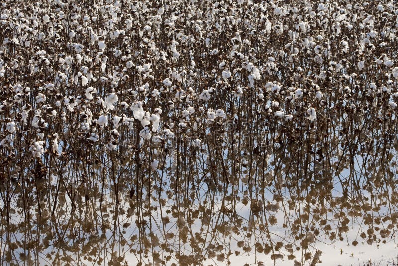 Cotton Crop Abstract stock photo. Image of bolls, water - 20542692