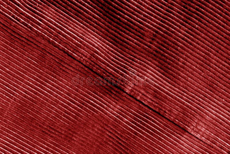 Cotton Fabric Texture in Red Color. Stock Photo - Image of elegant ...