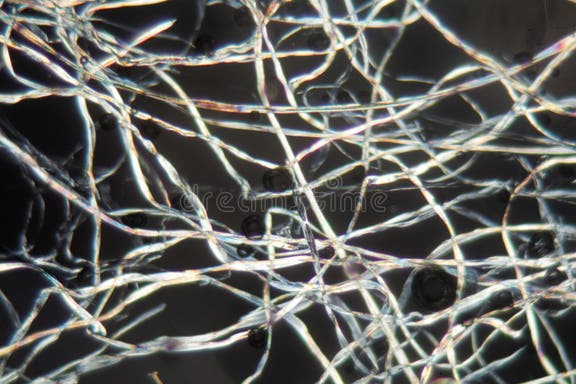 Cotton Fibers Under the Microscope Stock Photo - Image of detail ...