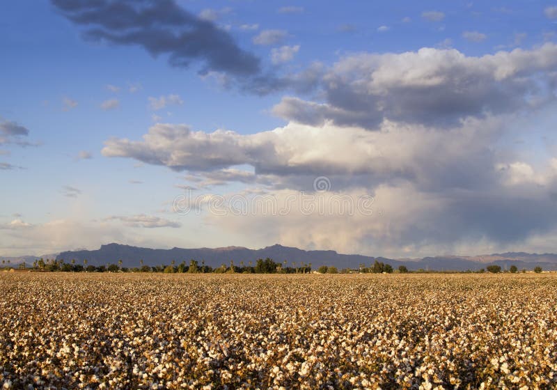 Cotton field stock photo. Image of cotton, southern, season - 11573558