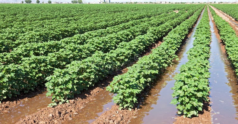Cotton field. stock image. Image of channel, cotton, irrigation - 16313487