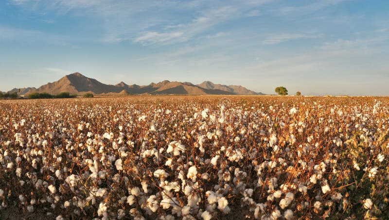 Cotton field stock photo. Image of cotton, southern, season - 11573558