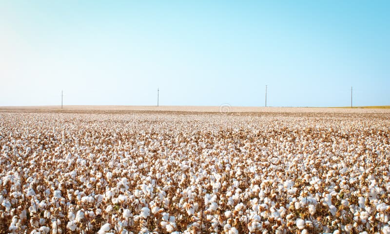 Cotton Field stock photo. Image of qtip, blossom, spring - 261836872
