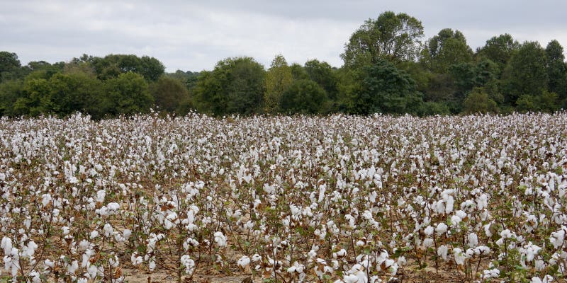 Cotton Field in Georgia stock photo. Image of agriculture - 7957246