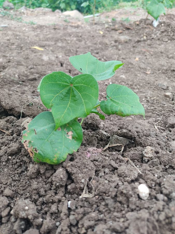 Cotton Field Growing in Farm, Tree with Flowers, Image, Green Cotton ...