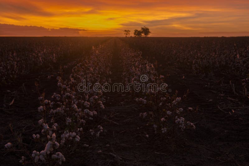 Cotton Field in Oakey, Queensland Stock Photo - Image of organic ...