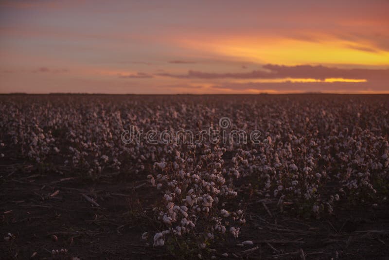 Cotton Field in Oakey, Queensland Stock Photo - Image of cultivated ...