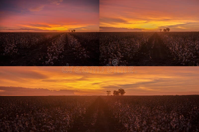 Cotton Field in Oakey, Queensland Stock Image - Image of queensland ...