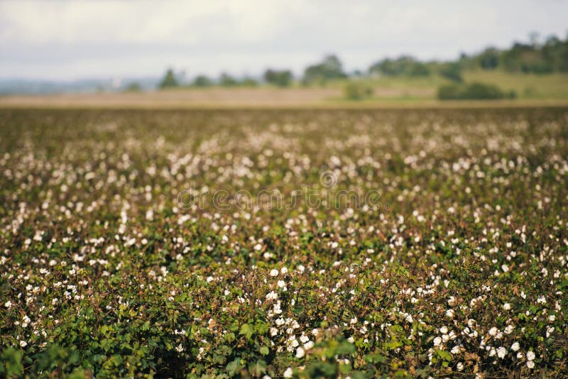 Cotton Field in Oakey, Queensland Stock Image - Image of australian ...