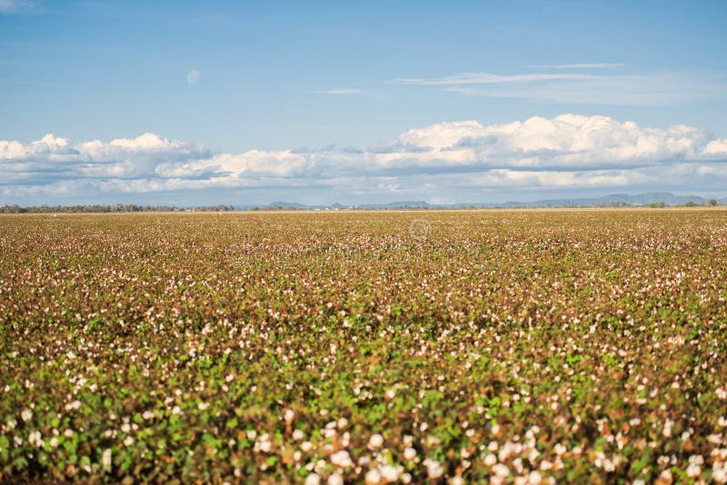 Cotton Field in Oakey, Queensland Stock Photo - Image of allergy, seeds ...