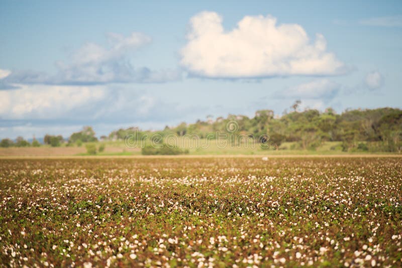 Cotton Field in Oakey, Queensland Stock Photo - Image of grow, crop ...