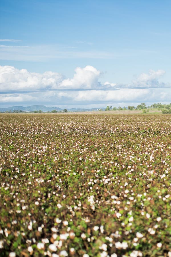 Cotton Field in Oakey, Queensland Stock Photo - Image of cultivated ...