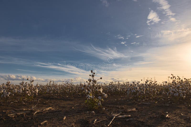 Cotton Field in Oakey, Queensland Stock Photo - Image of fluffy ...