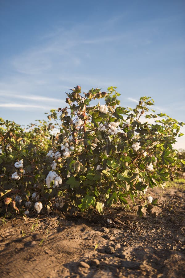 Cotton Field in Oakey, Queensland Stock Photo - Image of farm ...