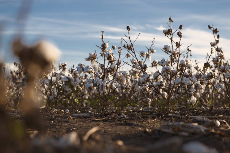 Cotton Field in Oakey, Queensland Stock Image - Image of crop, field ...