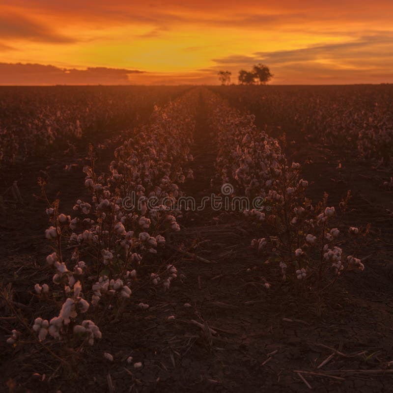 Cotton Field in Oakey, Queensland Stock Photo - Image of environment ...