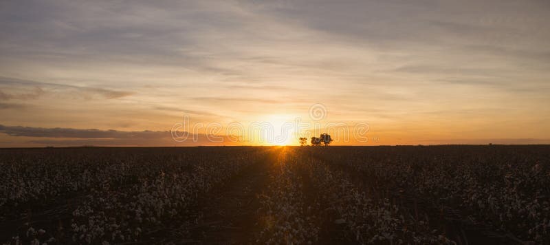 Cotton Field in Oakey, Queensland Stock Image - Image of nature, boll ...
