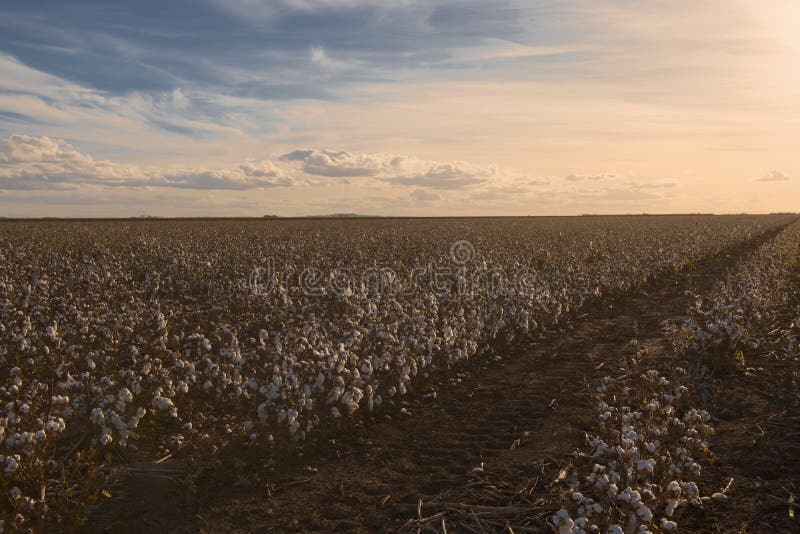 Cotton Field in Oakey, Queensland Stock Photo - Image of growth ...