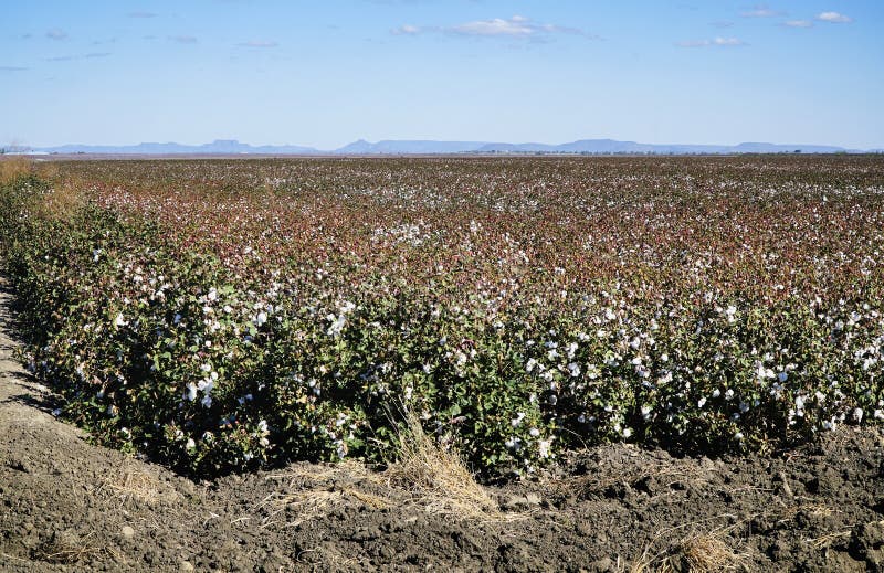Cotton Field, Cotton Ready for Harvest Stock Photo - Image of farming ...