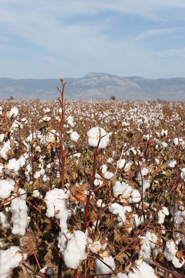 Stalk of Cotton in Field stock image. Image of nature, clouds - 279051