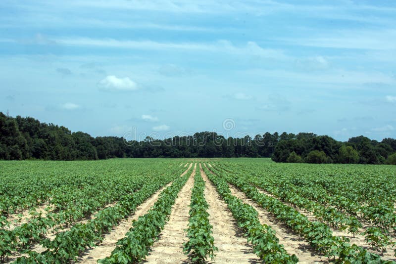 Cotton Field stock image. Image of united, plant, textiles - 3732393