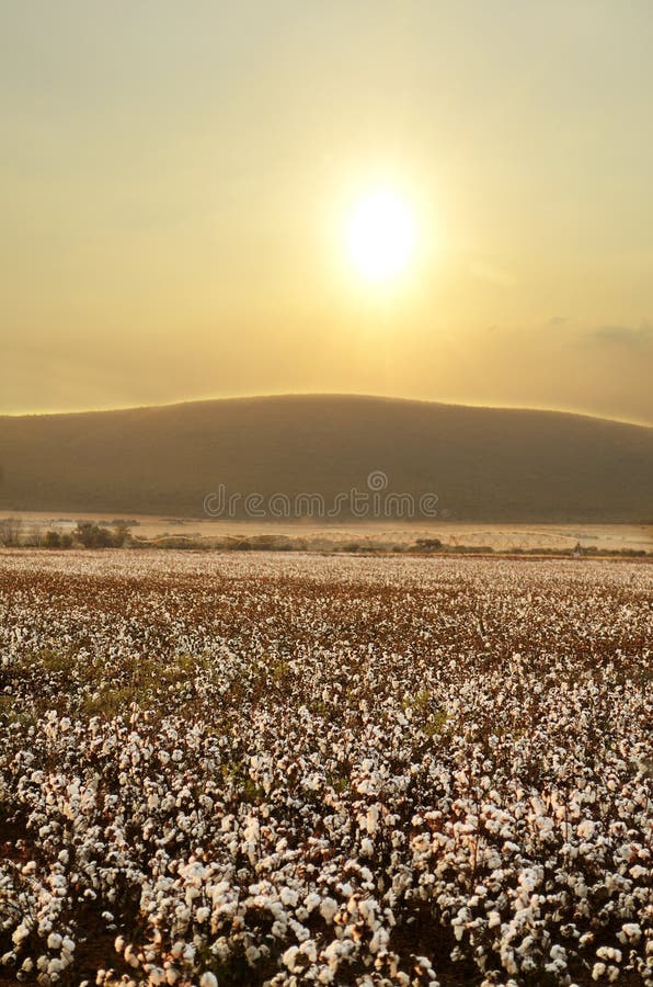 Cotton field at sunset stock image. Image of land, natural - 38069381