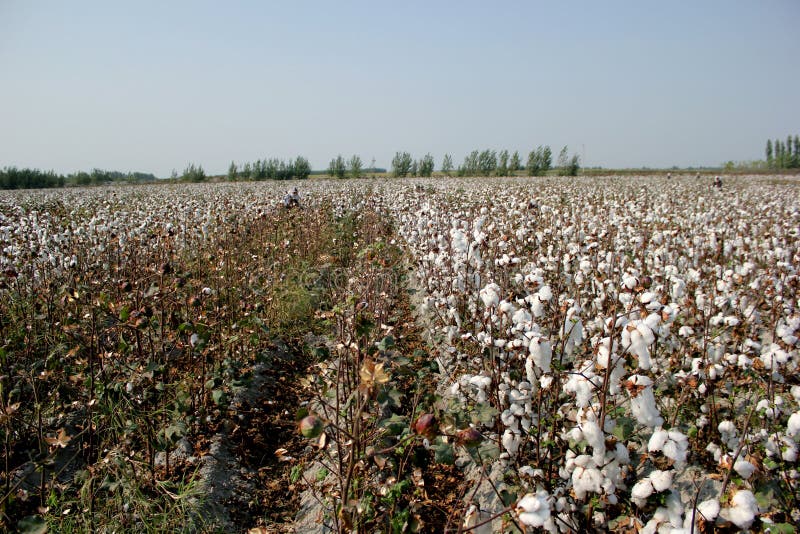 The Cotton Field in Uzbekistan Stock Photo - Image of southern ...