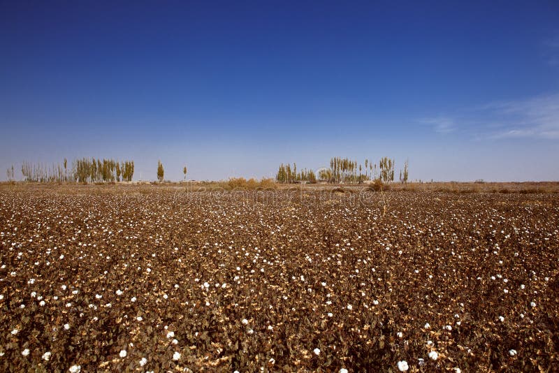 Cotton Field Xinjiang Stock Photos - Free & Royalty-Free Stock Photos ...