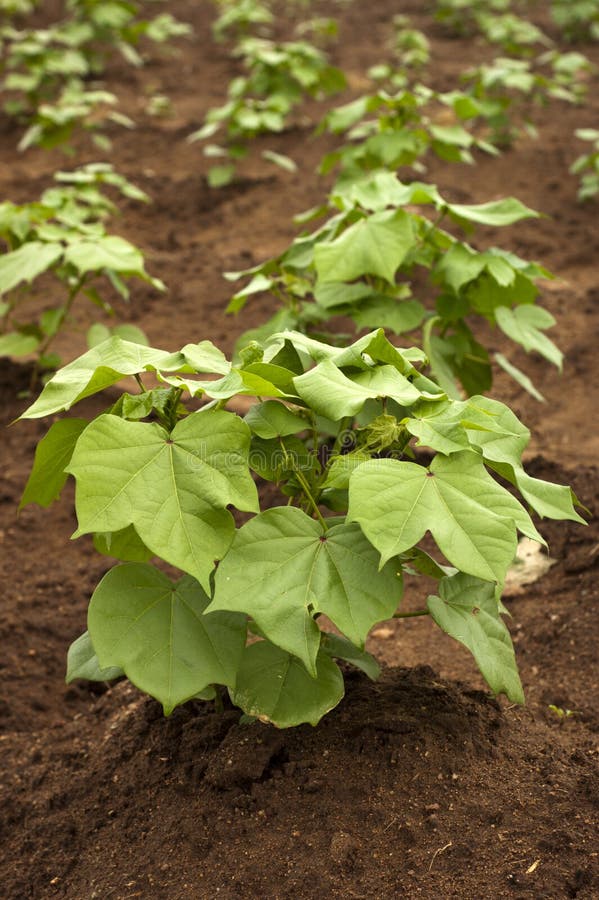 420 Young Cotton Plants Stock Photos - Free & Royalty-Free Stock Photos ...