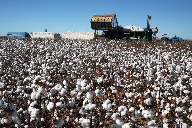Cotton fields stock photo. Image of organic, picking - 16734132