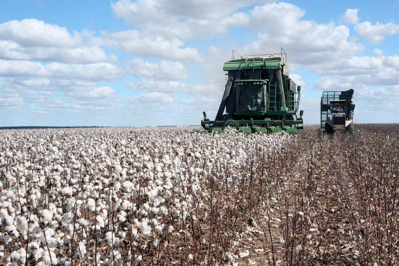 Cotton fields stock photo. Image of organic, picking - 16734132