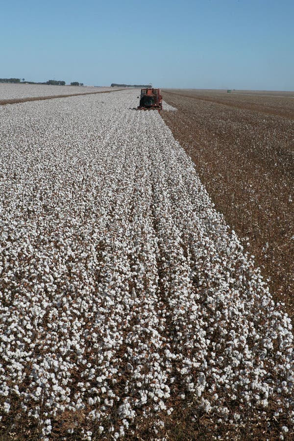 Cotton fields stock photo. Image of cotton, farm, field - 16845982