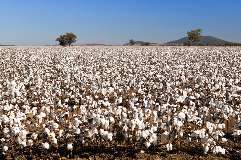 Cotton field stock photo. Image of cotton, southern, season - 11573558