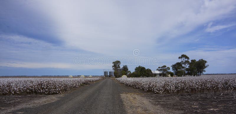 Cotton Fields Ready for Harvesting in Australia Stock Image - Image of ...