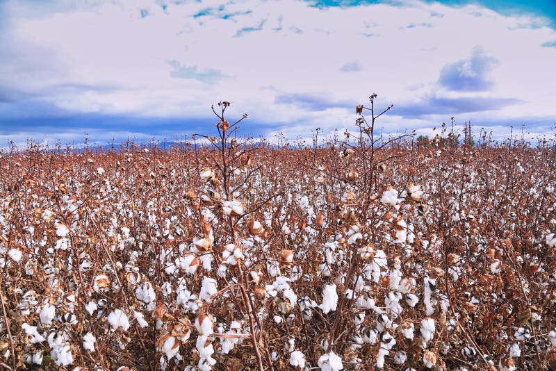 Cotton fields stock image. Image of landscape, balls - 140619643