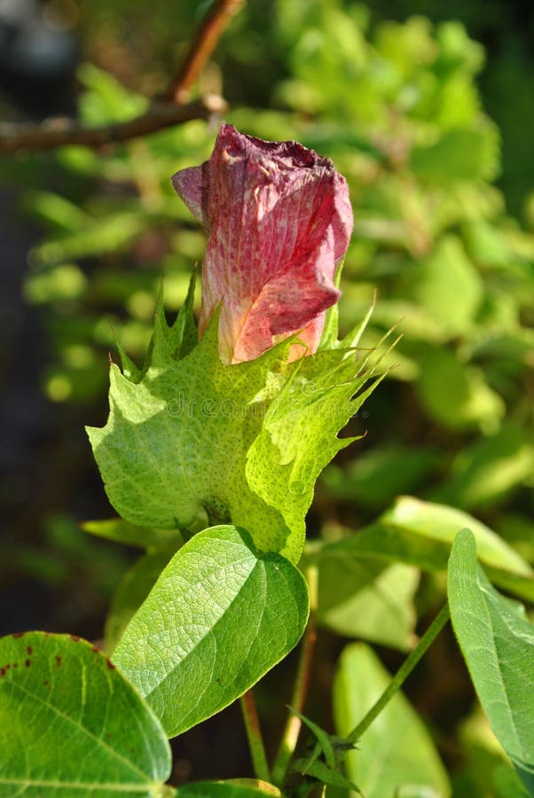Cotton Flower stock photo. Image of fabric, fiber, clothing - 38250532