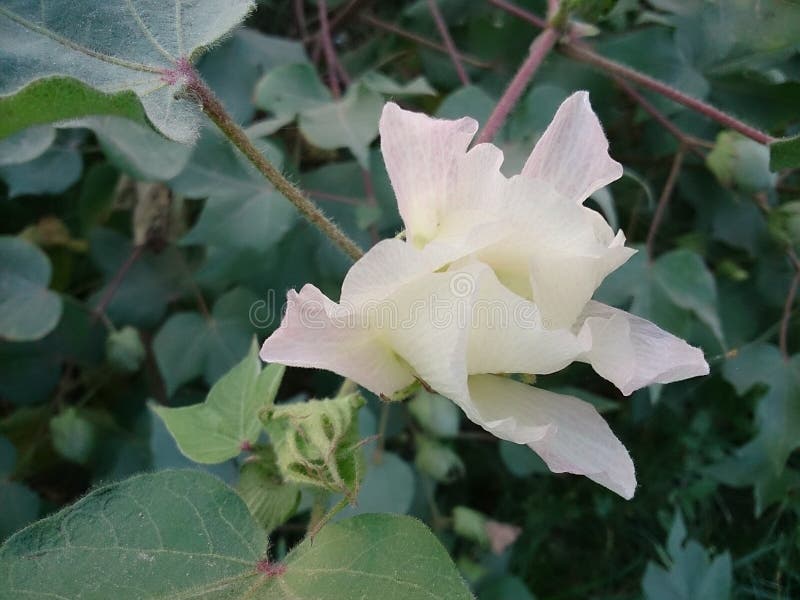 Cotton Flower stock image. Image of plant, pink, light - 44409601