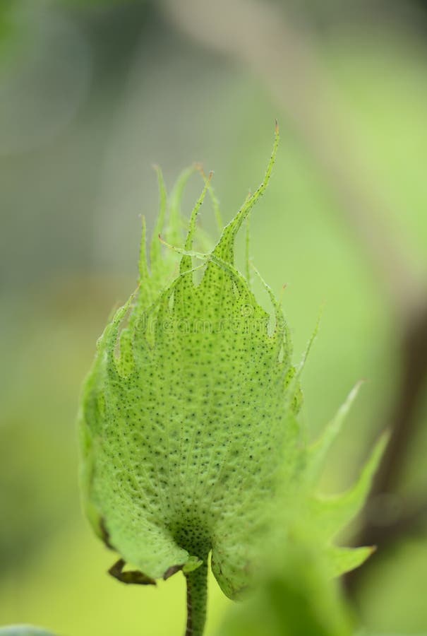 Cotton flower bud stock image. Image of farmland, nature - 40939633