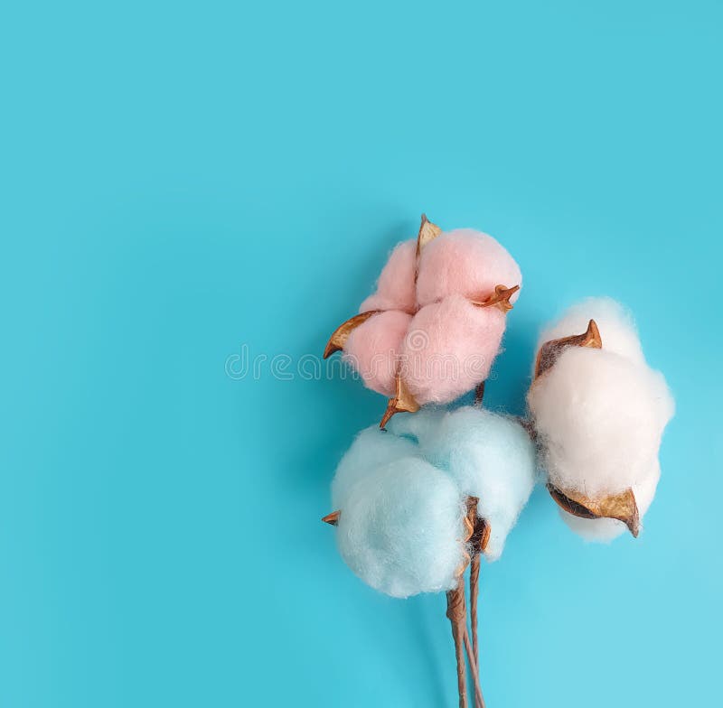 Cotton Flower Branch Pattern Element Colored Background Fluffy, Pure ...