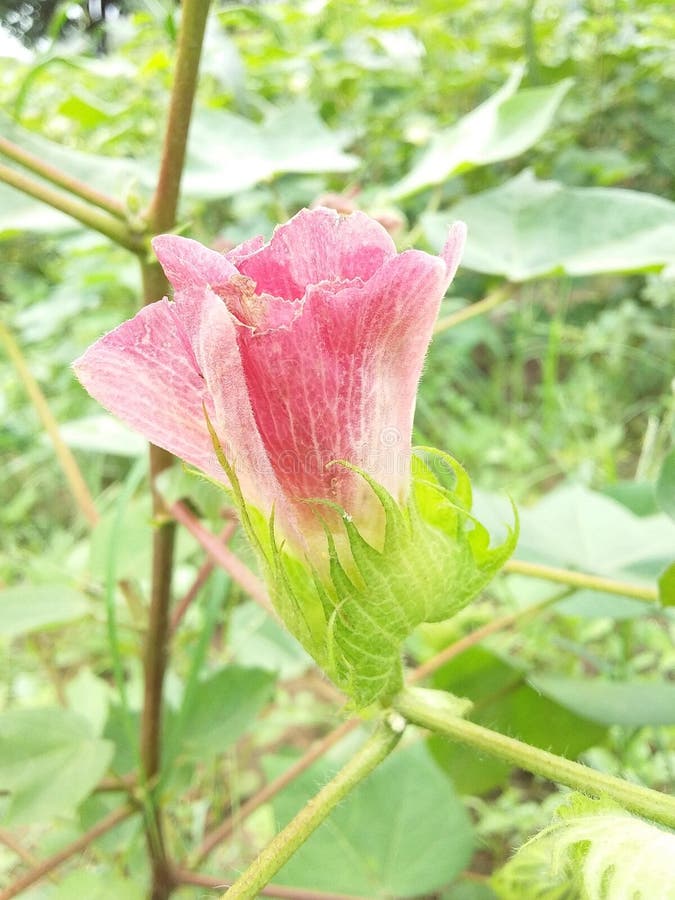 Cotton flower kapas stock photo. Image of kapas, kapa - 290791504